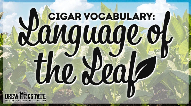 Cigar Basics Explained: What Is a Cigar for Beginners in 2025 - Cigars ...
